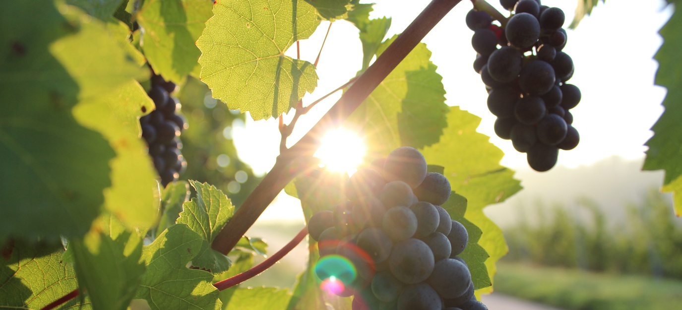Most known wineries in Trebinje, Bosnia & Herzegovina for wine tasting ...